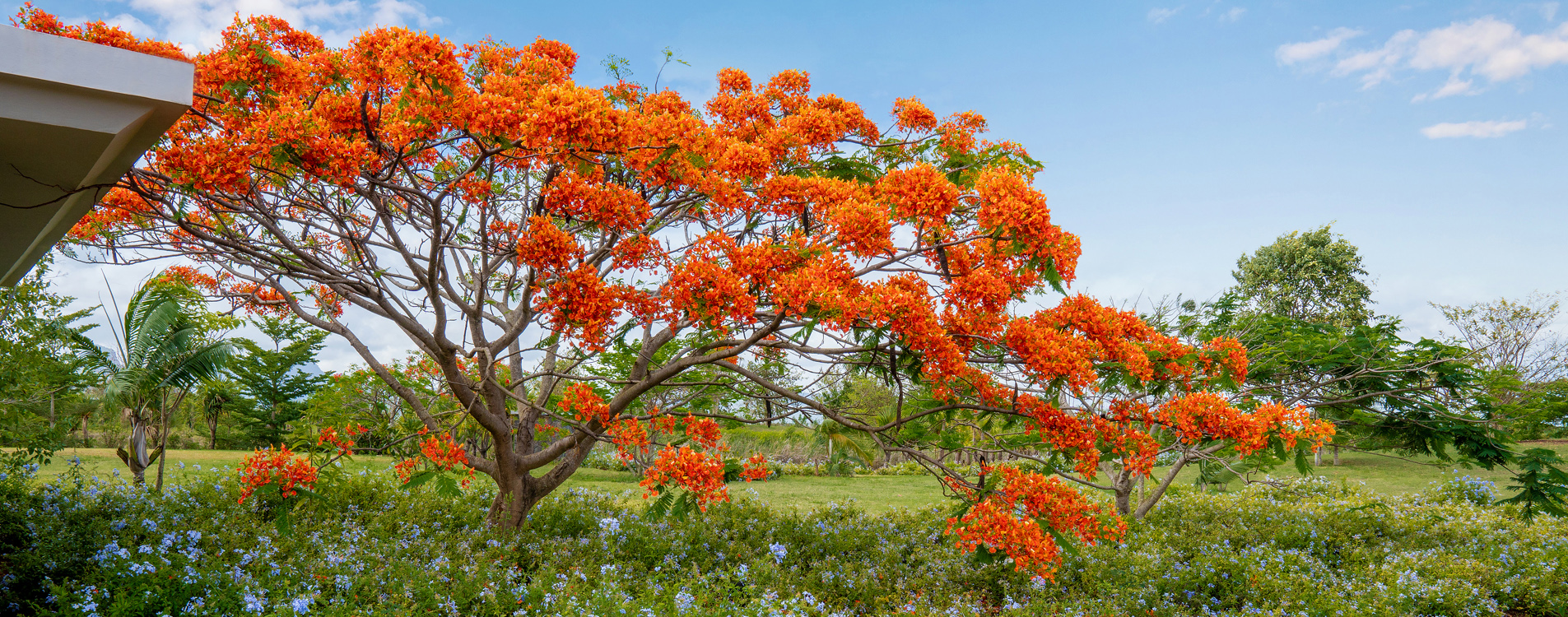 Highlights on endemic flora | Royal Park Properties Mauritius